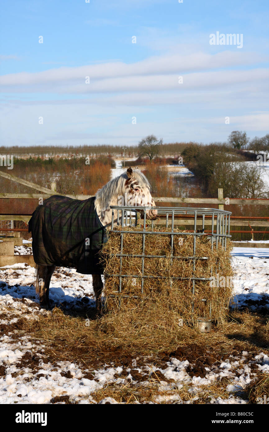 A horse in a paddock Stock Photo - Alamy