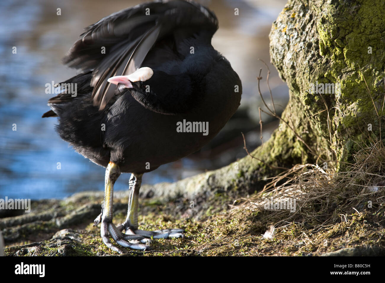 Arthington park hi-res stock photography and images - Alamy
