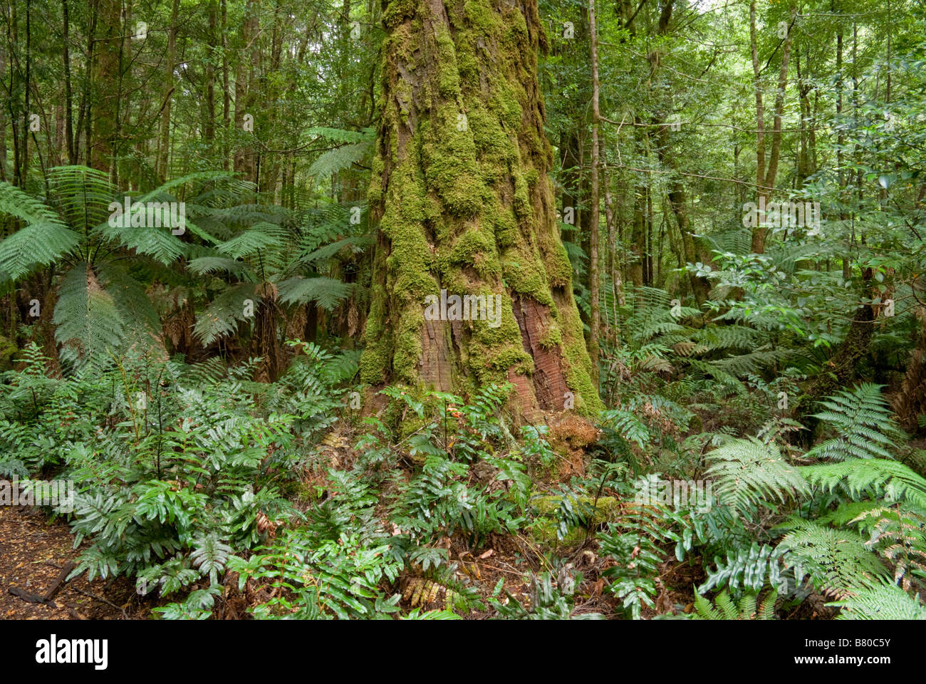 Ancient Myrtle Beech tree (Nothofagus cunninghamii Stock Photo - Alamy