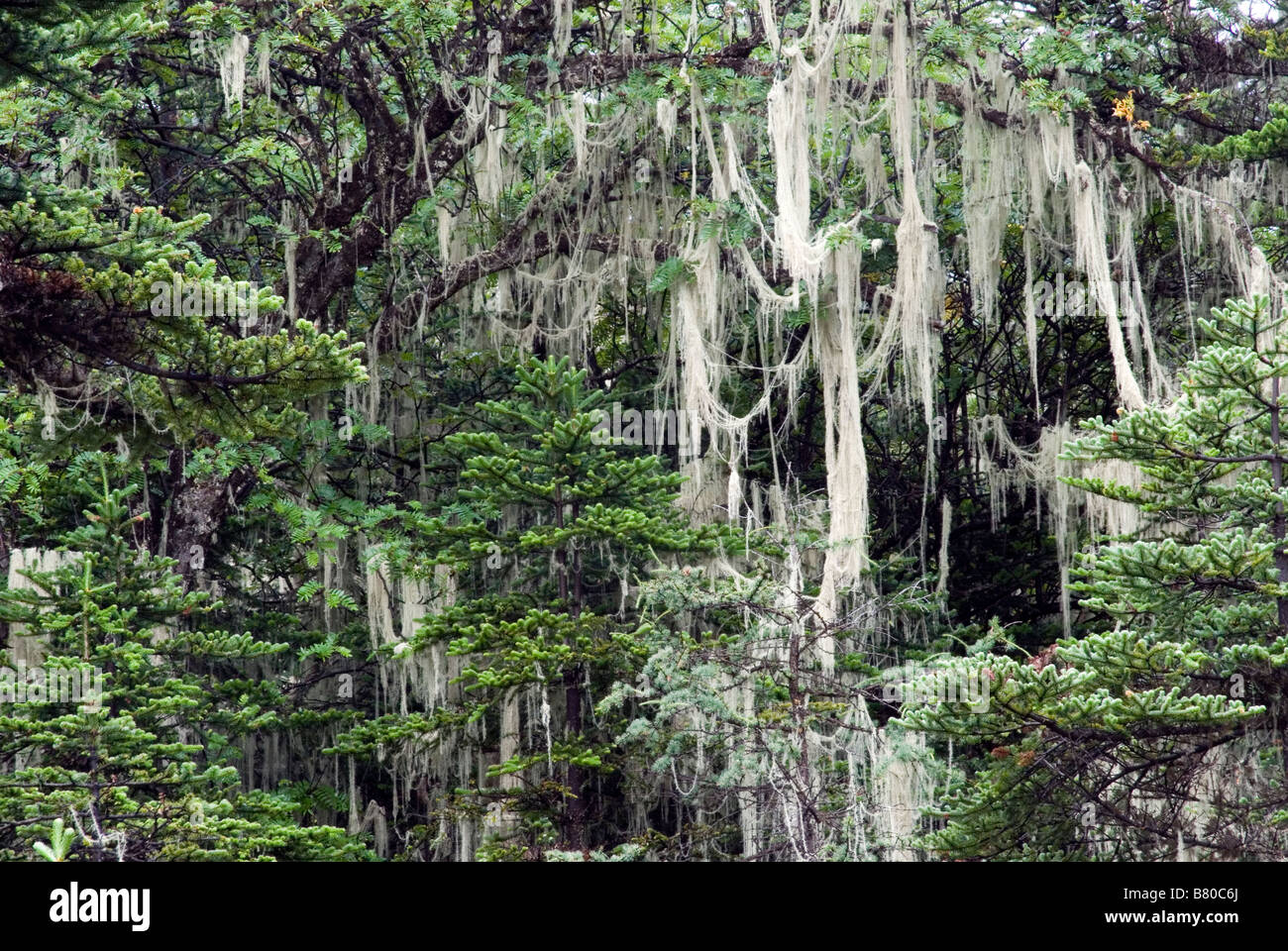 Moss Forest, Yunnan, China Stock Photo - Alamy