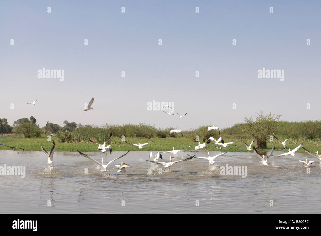 Pelicans starting flying on Lake Ziway Ethiopia Africa Stock Photo - Alamy
