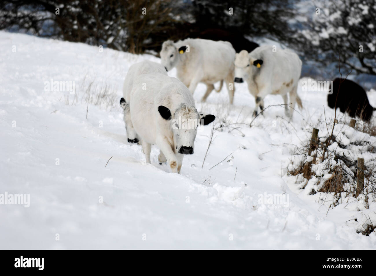 White cattle walk through the snow on Ditchling Beacon along the South ...