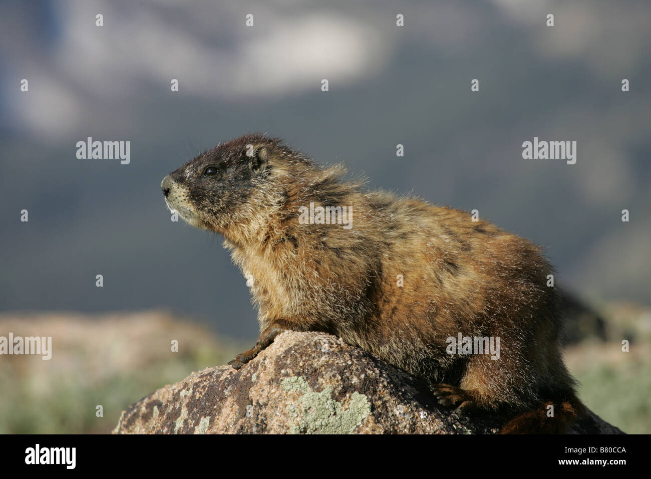 MARMOT IN ESTES PARK COLORADO Stock Photo - Alamy