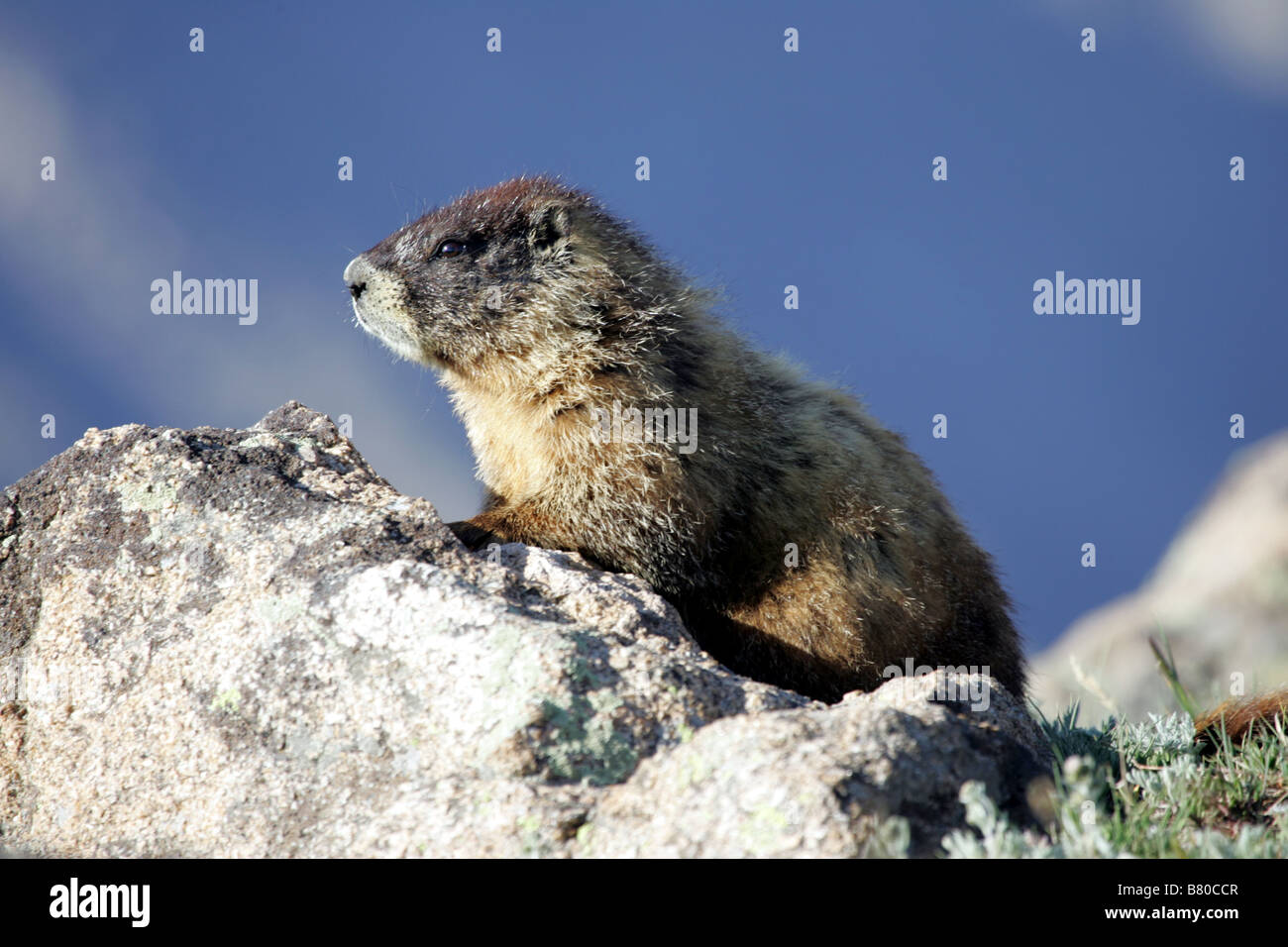 Marmota caligata okanagana hi-res stock photography and images - Alamy