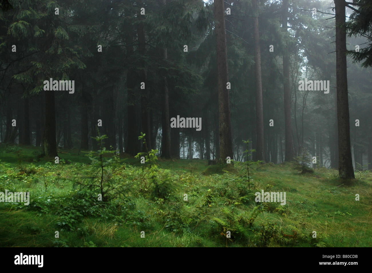 A foggy German forest Stock Photo - Alamy