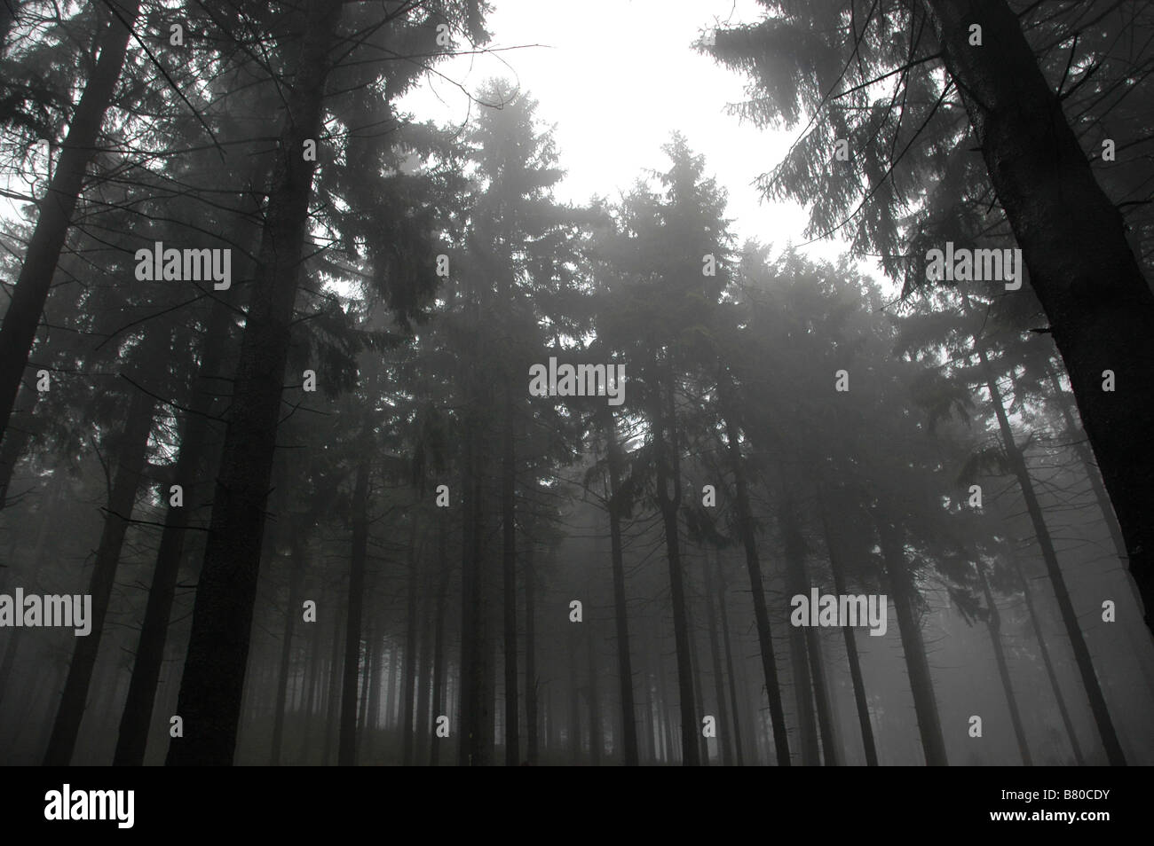 Crowded trees in forest hi-res stock photography and images - Alamy