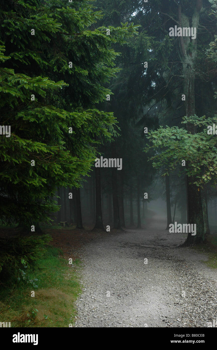 A path though a foggy German forest Stock Photo - Alamy