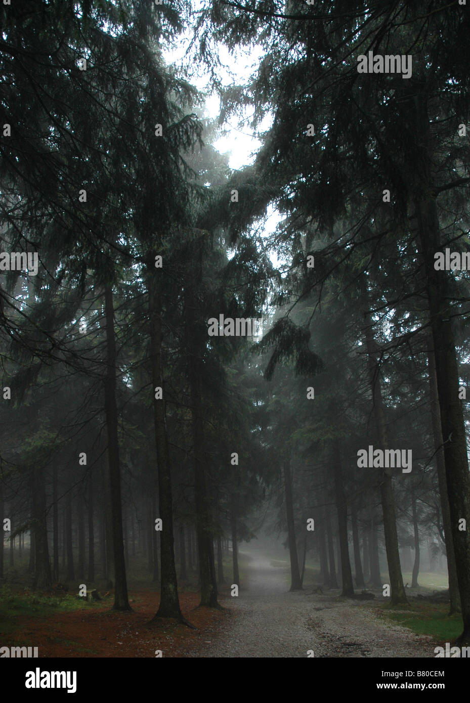 A path though a foggy German forest Stock Photo - Alamy