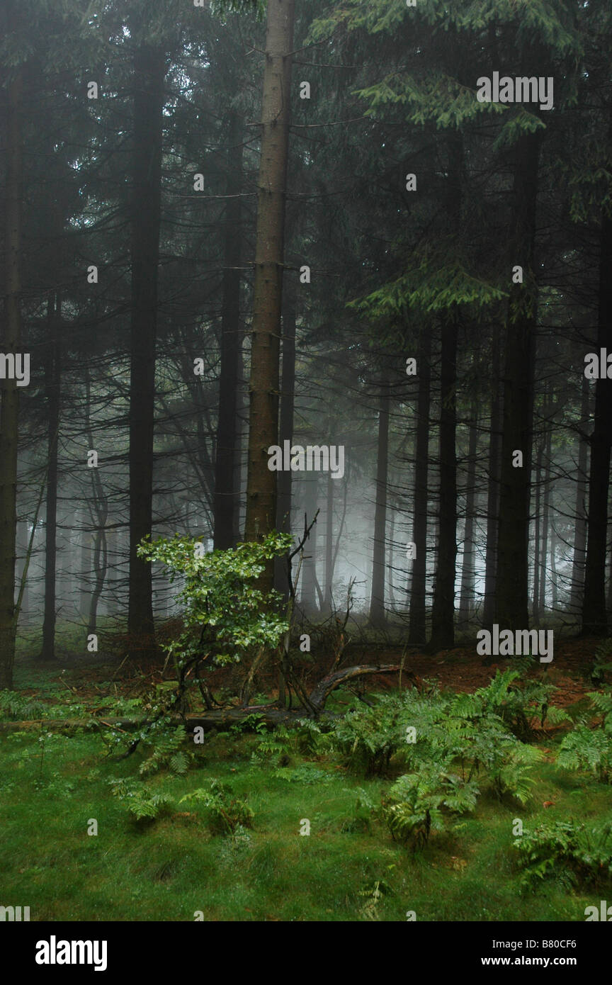 A foggy German forest Stock Photo - Alamy