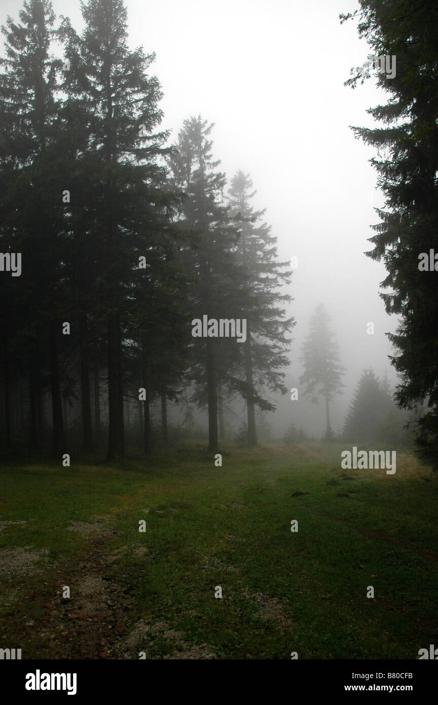 A foggy German forest Stock Photo - Alamy