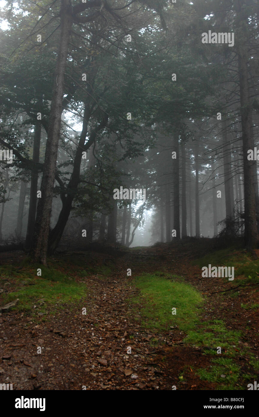 German wood path hi-res stock photography and images - Alamy