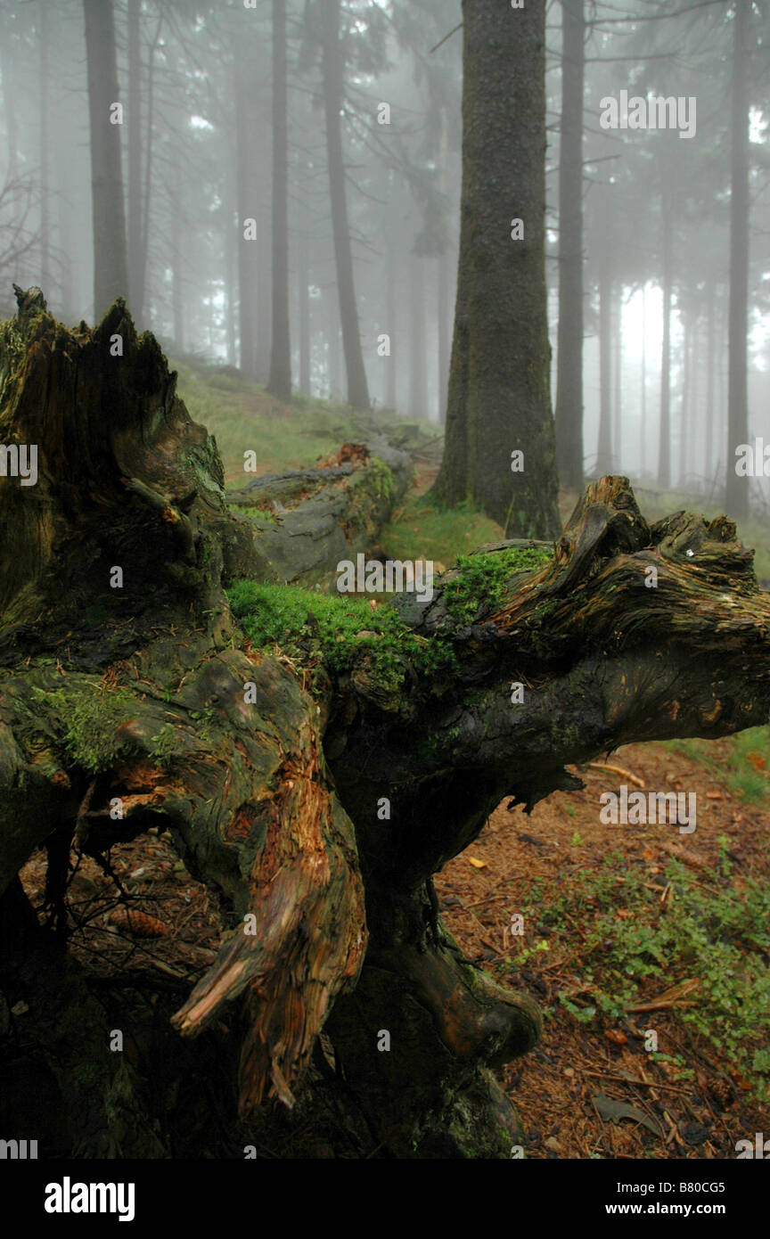 A rotting log in a misty German forest Stock Photo - Alamy