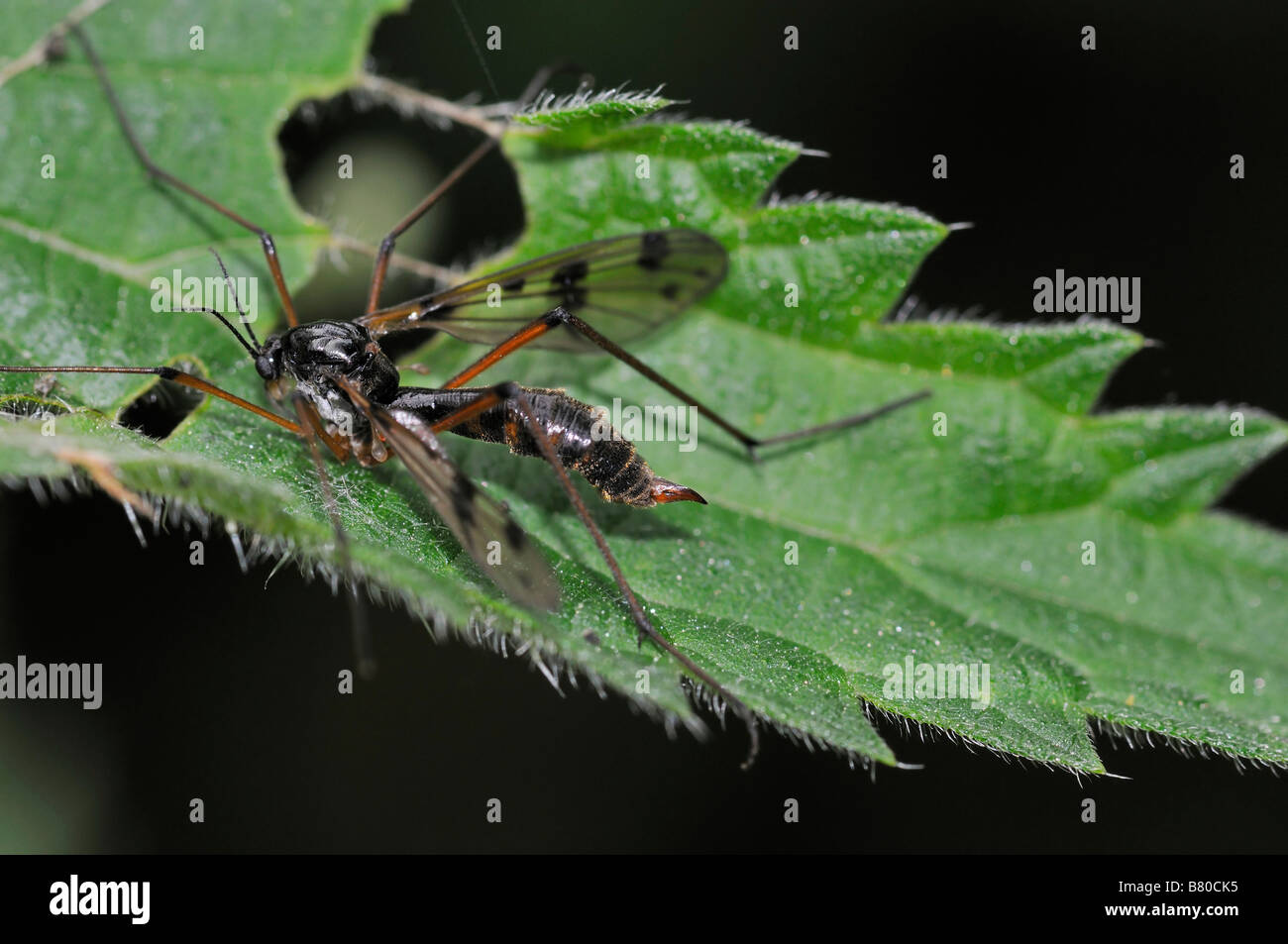 Crane Fly Ptychoptera species on Nettle leaf Stock Photo - Alamy