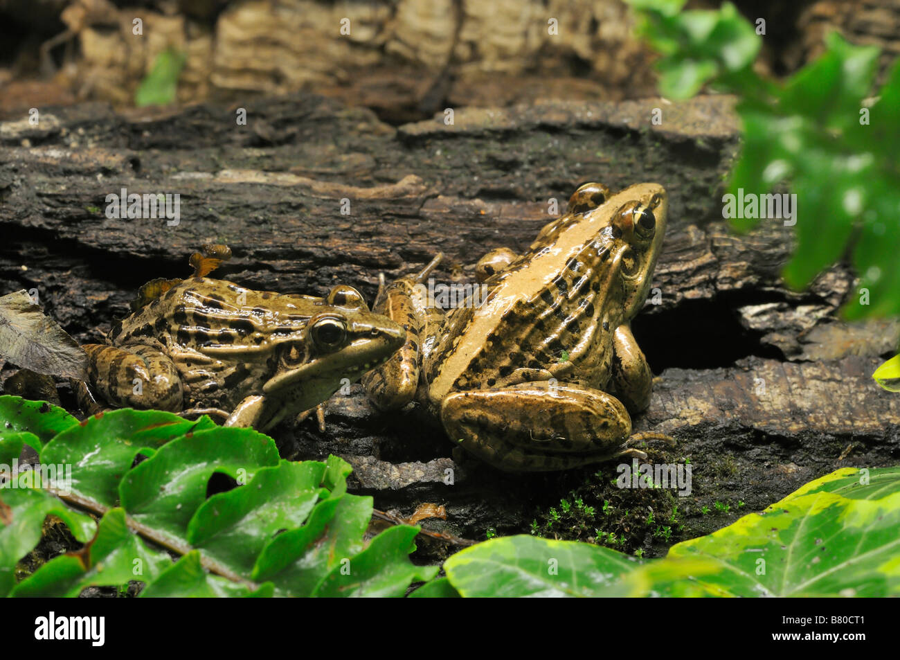 Pool Frog Pelophylax lessonae Stock Photo - Alamy
