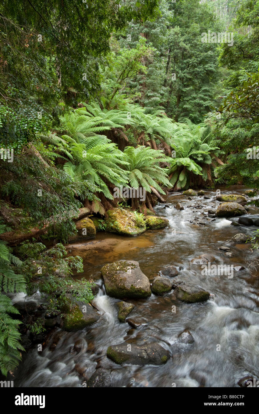 Taggerty River flowing through wet sclerophyll forest near Marysville ...
