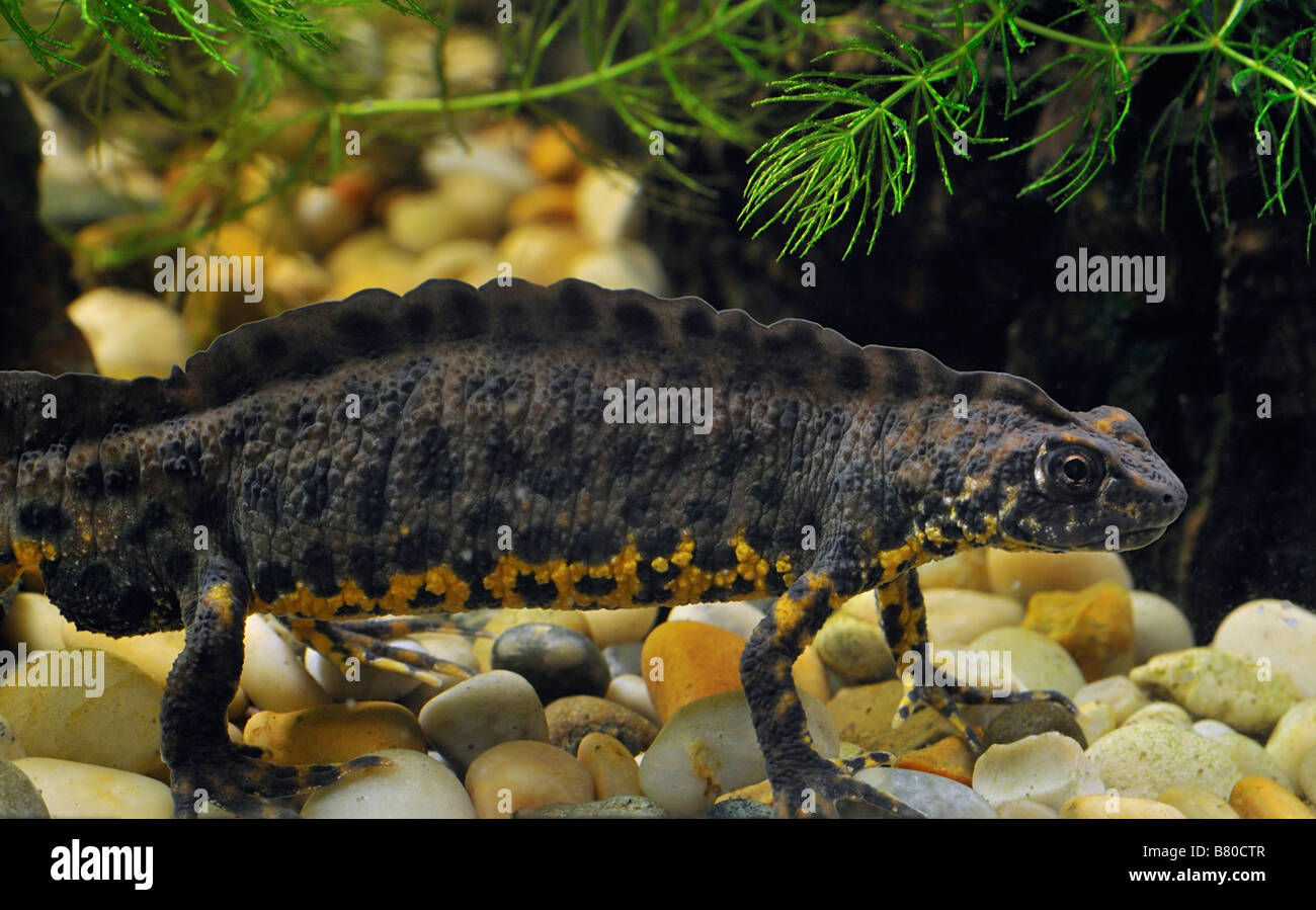 Great Crested Newt Triturus cristatus Stock Photo - Alamy