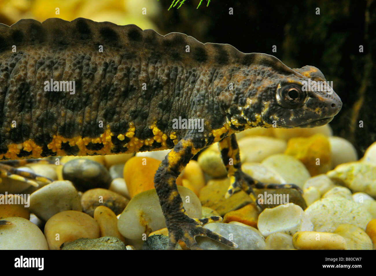 Great Crested Newt Triturus cristatus Stock Photo - Alamy
