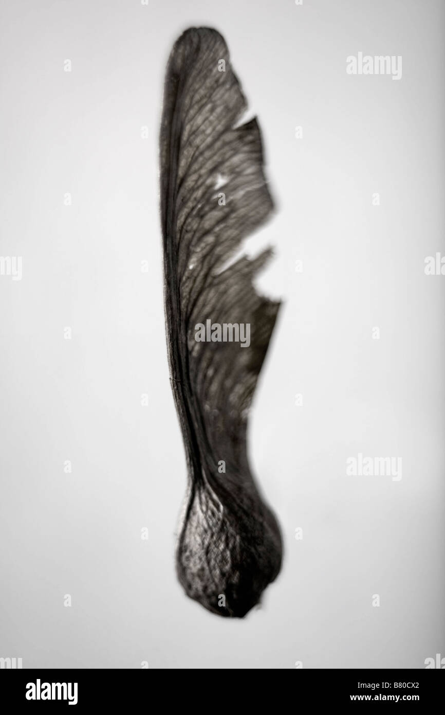 Maple seed hi-res stock photography and images - Alamy