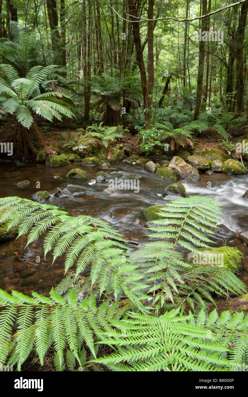 Stream through temperate rainforest near Marysville Stock Photo - Alamy
