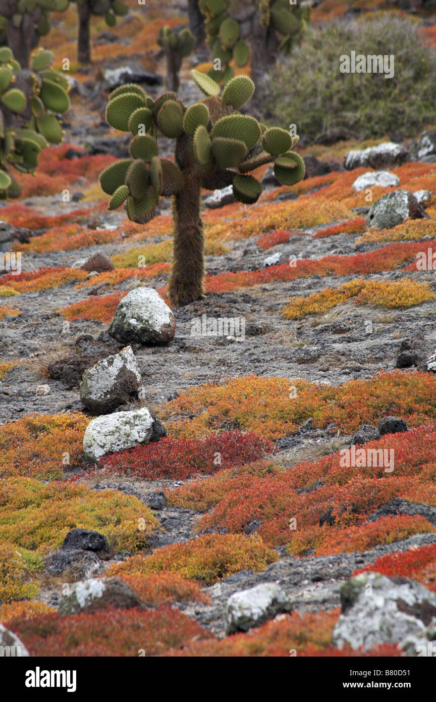 Opuntia spp echios var echios hi-res stock photography and images - Alamy
