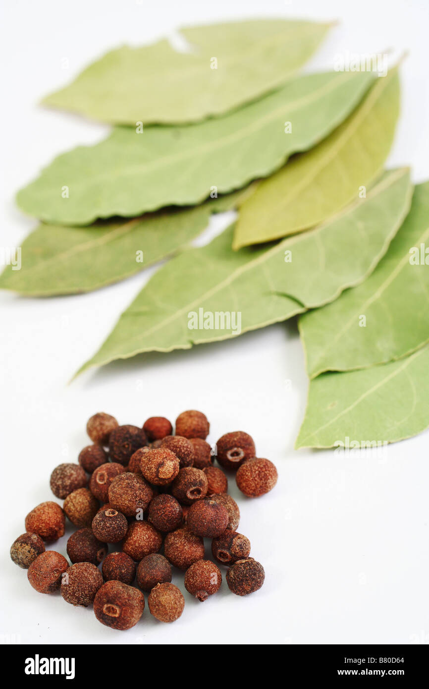 Cooking ingredients. dried laurel leaves and allspice ( Jamaica pepper ...