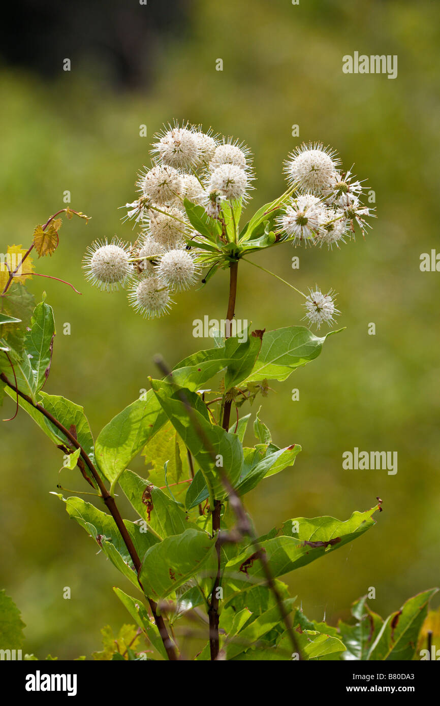 Buttonbush plant in bloom at Emeralda Marsh in Central Florida, USA ...
