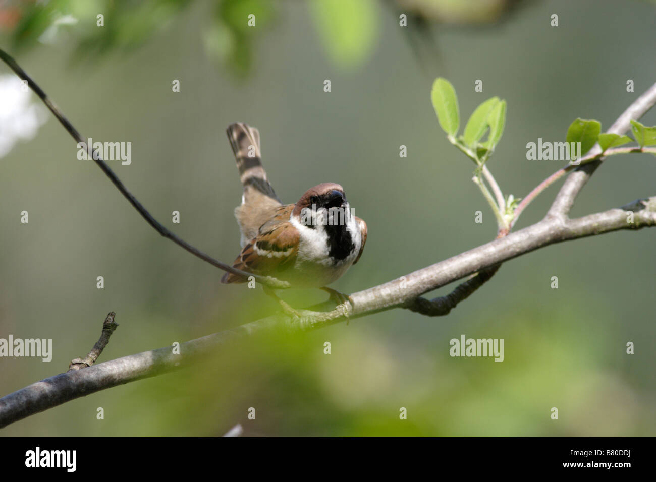 Courting tree sparrow hi-res stock photography and images - Alamy