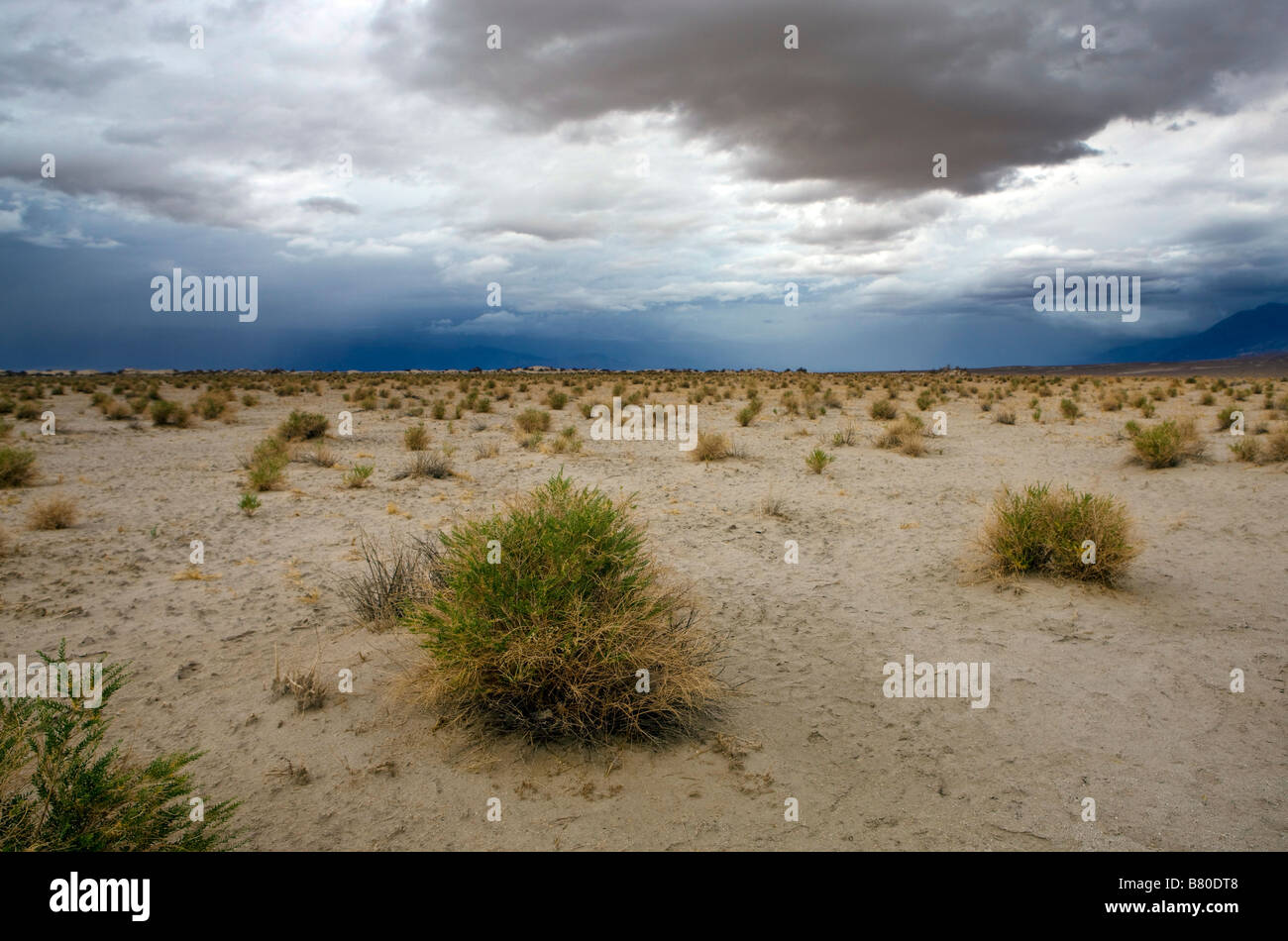 Arrowweed hi-res stock photography and images - Alamy