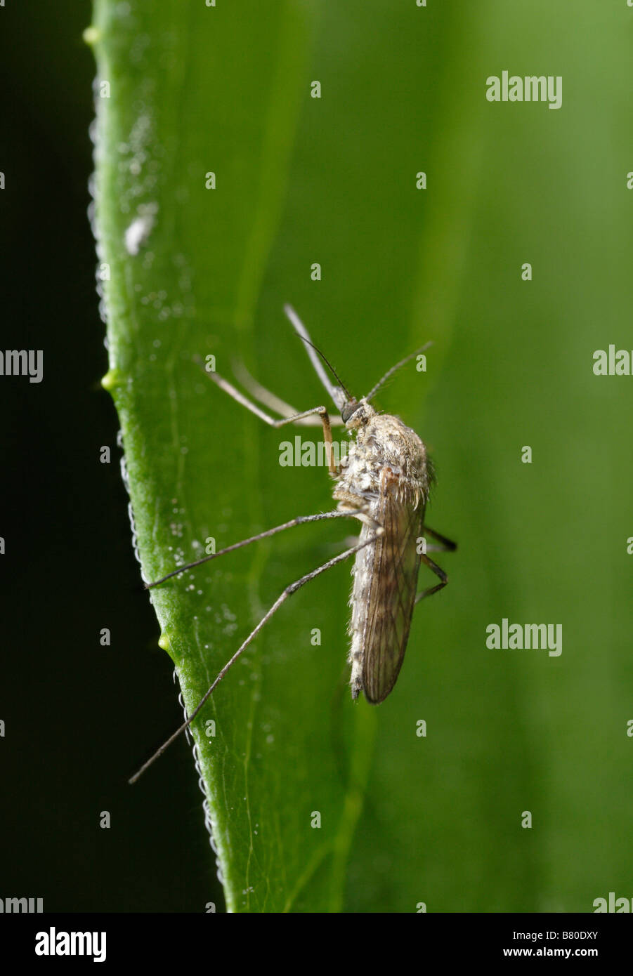 Culex pipiens, a common mosquito Stock Photo - Alamy