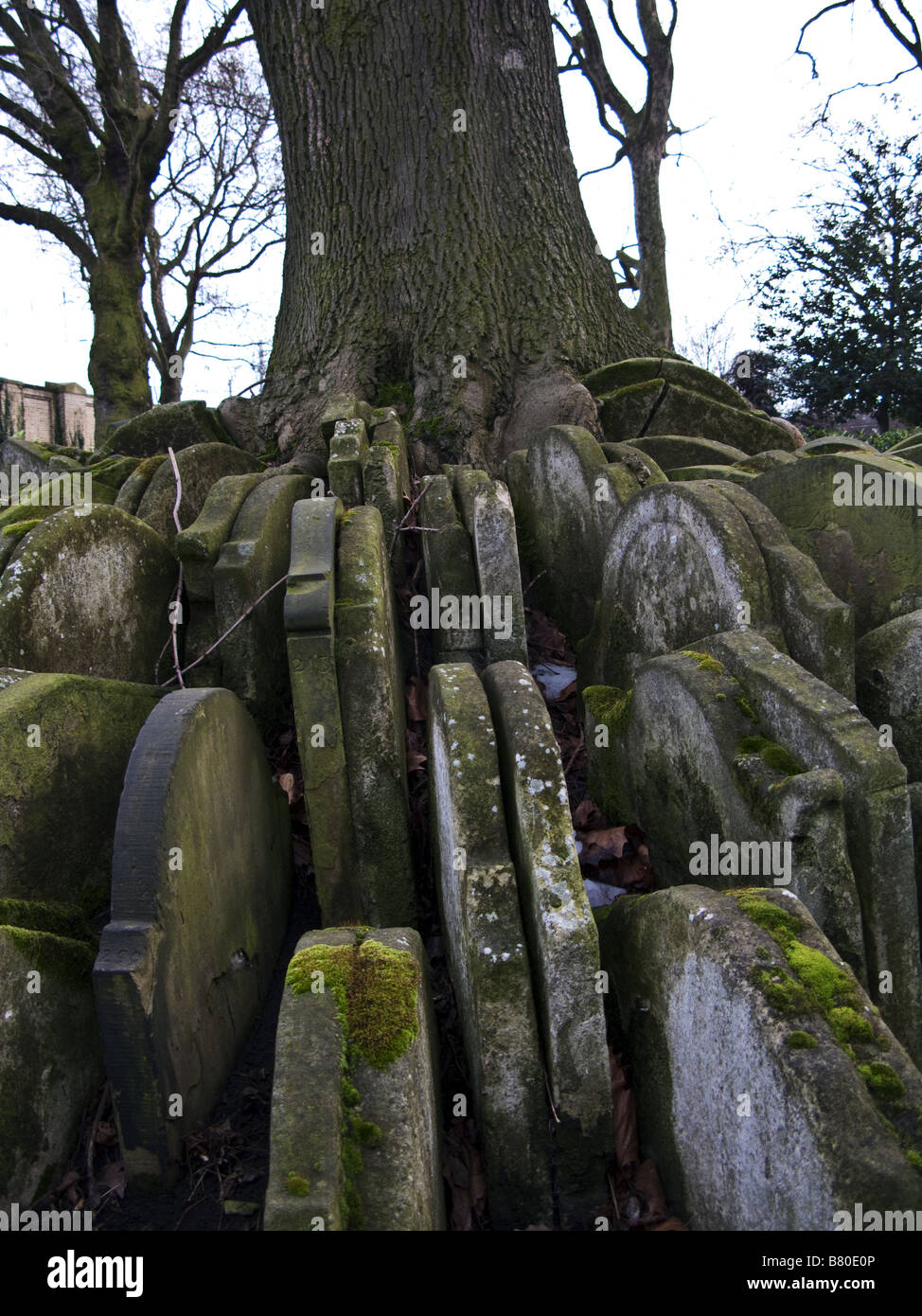 Thomas hardy tree hi-res stock photography and images - Alamy