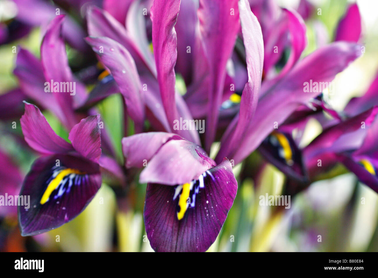 IRIS RETICULATA GEORGE AGM Stock Photo - Alamy