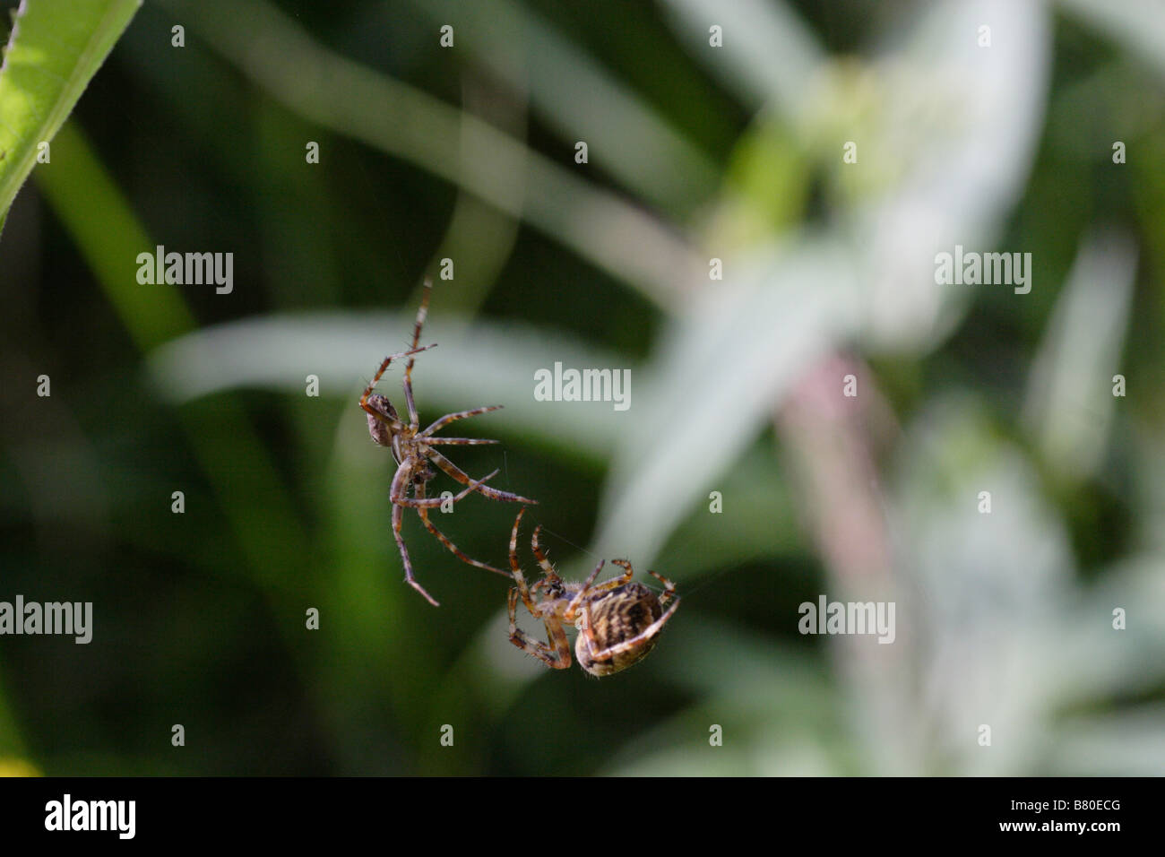 Spiders mating hi-res stock photography and images - Alamy