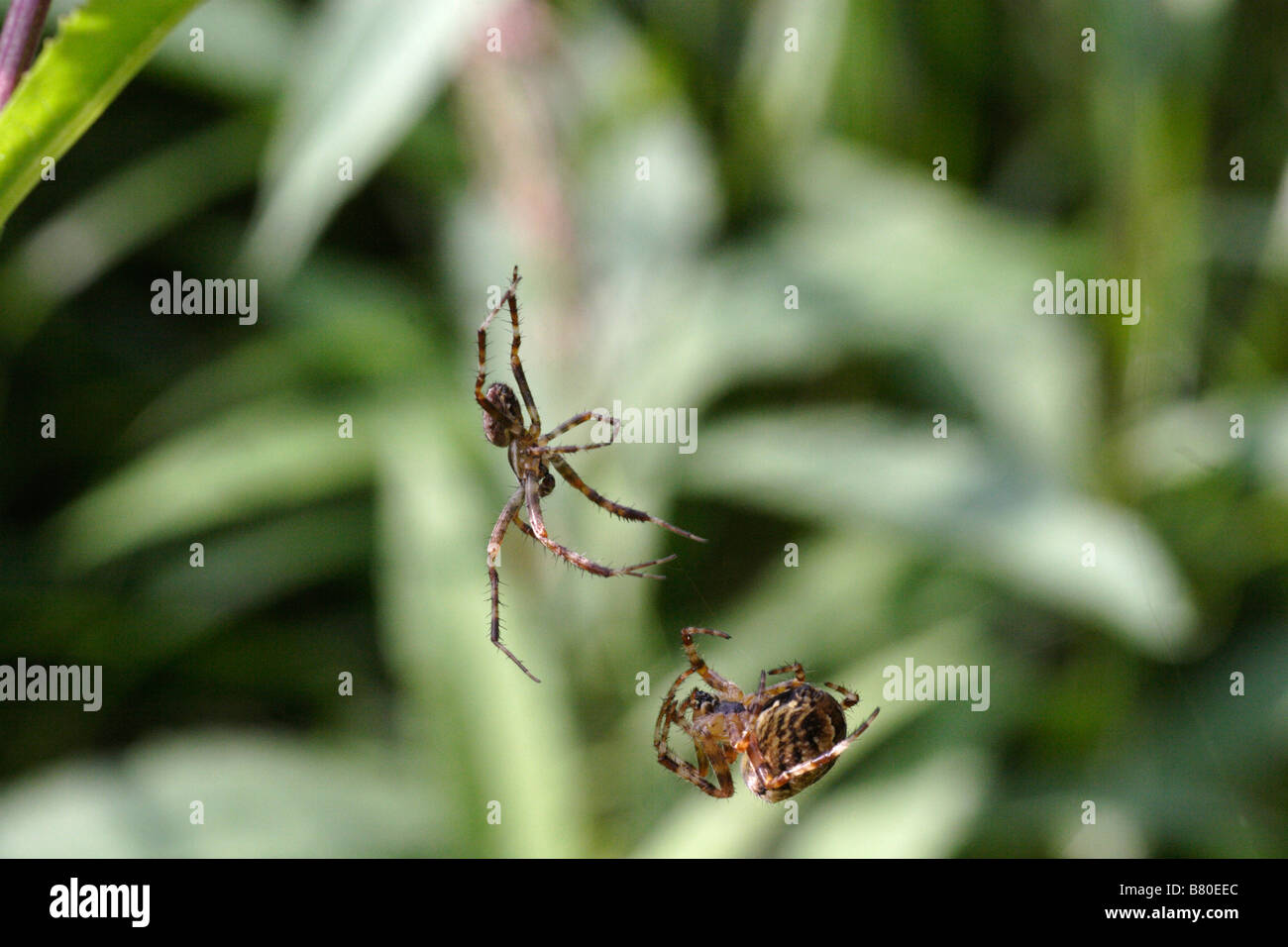 Spiders Mating