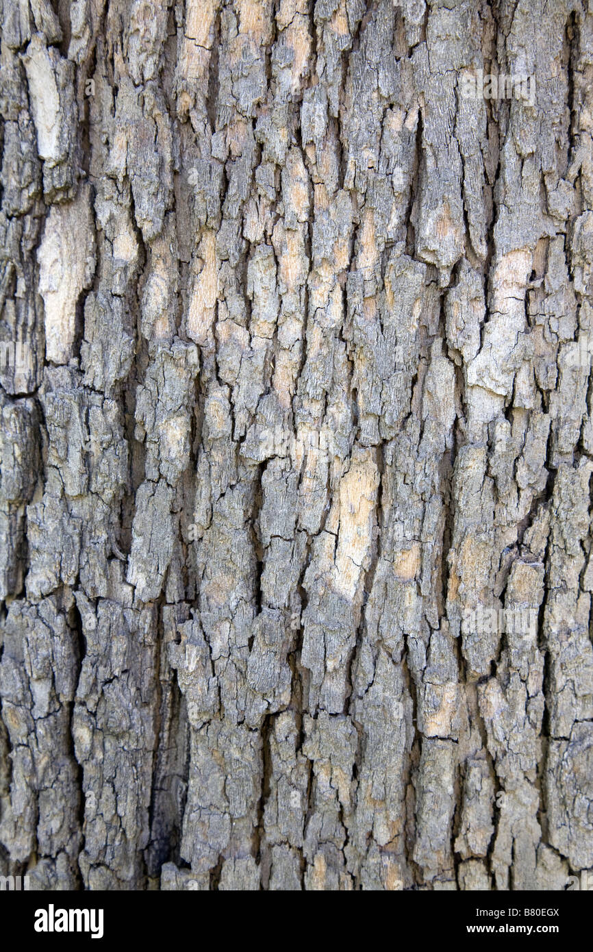 Tree trunk bole hi-res stock photography and images - Alamy