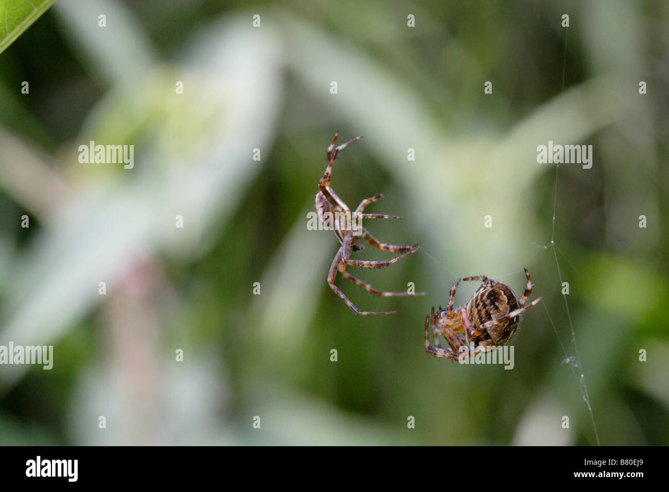 European Garden Spiders mating (Araneus diadematus Stock Photo - Alamy
