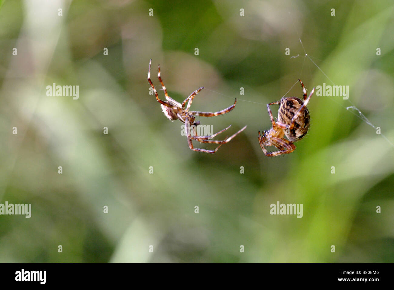 European Garden Spiders mating (Araneus diadematus Stock Photo - Alamy