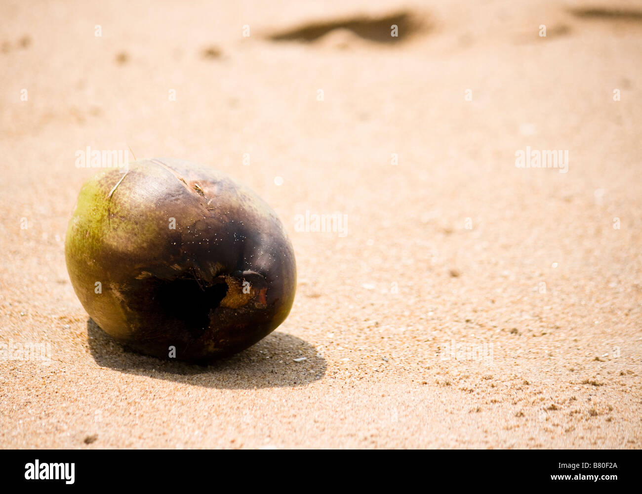 Sea mango hi-res stock photography and images - Alamy