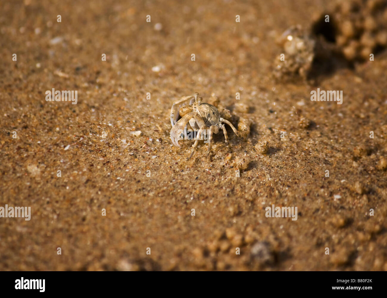 A small sand crab Stock Photo - Alamy