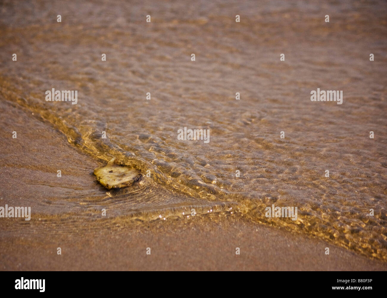 A slice of pineapple floating in the indian sea Stock Photo - Alamy