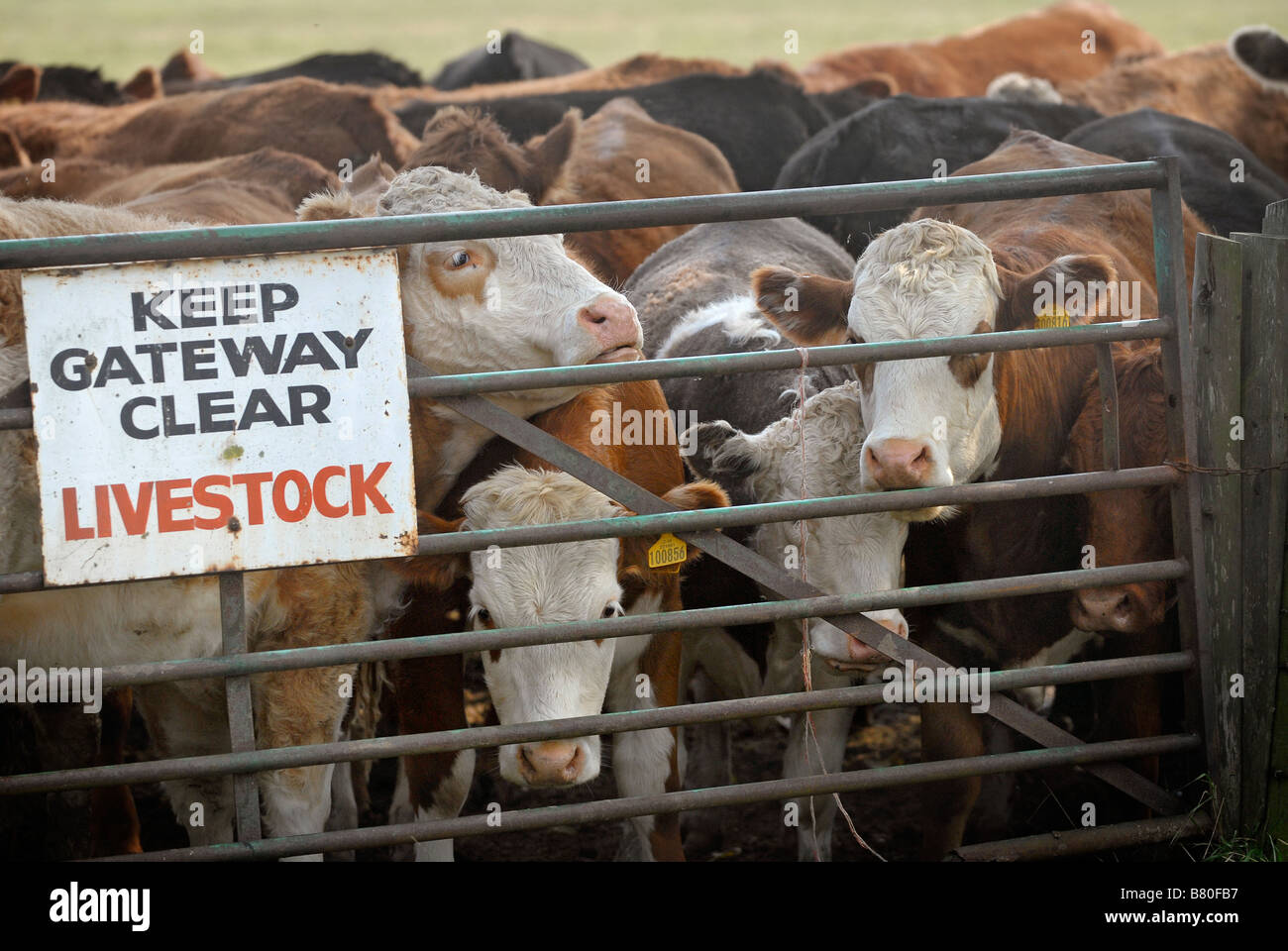 Jostle crowd hi-res stock photography and images - Alamy