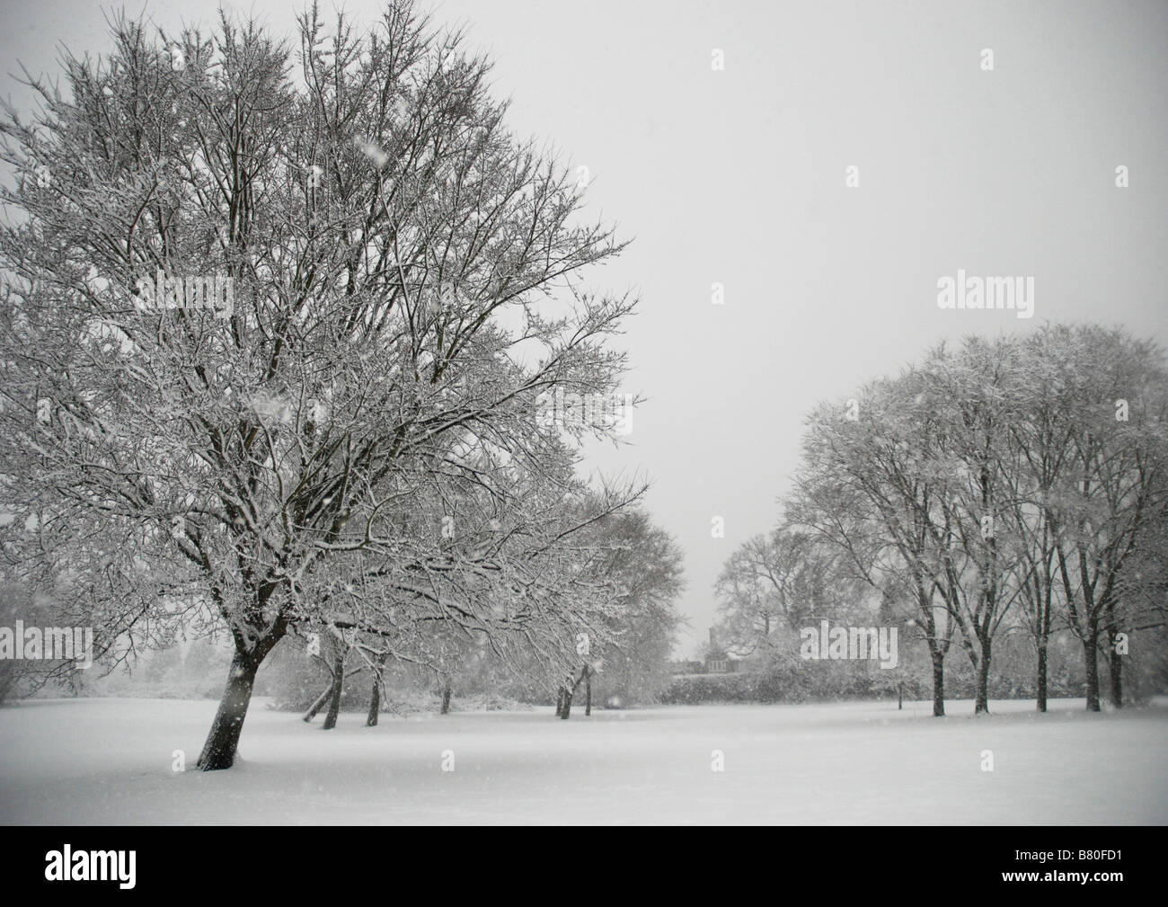 Snow on Trees Stock Photo - Alamy