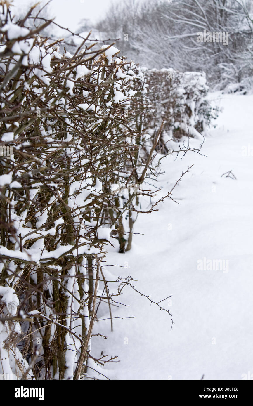 Native Hedge Uk High Resolution Stock Photography and Images - Alamy
