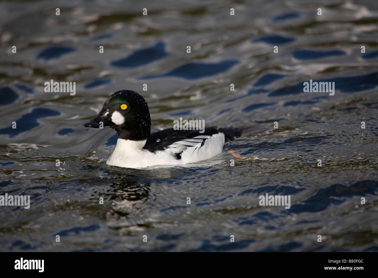 Goldeneye male bird hi-res stock photography and images - Alamy