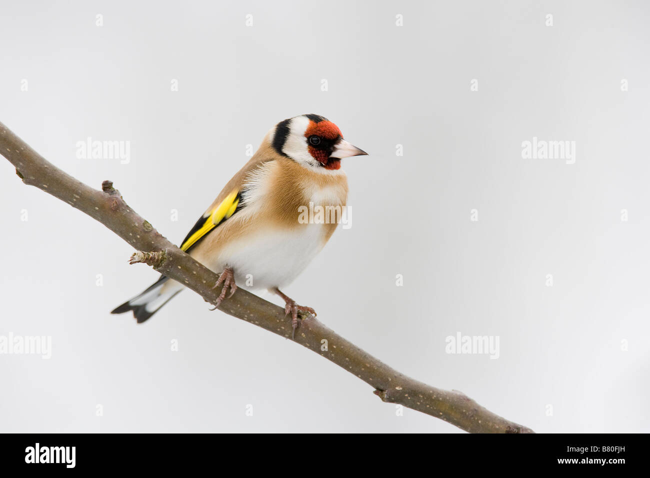 British bird gold finch hi-res stock photography and images - Alamy