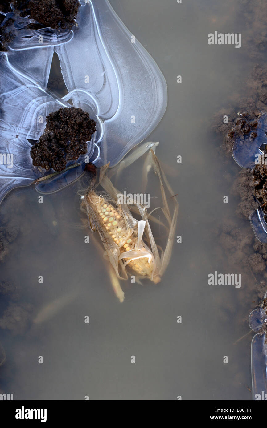 Ice ear hi-res stock photography and images - Alamy