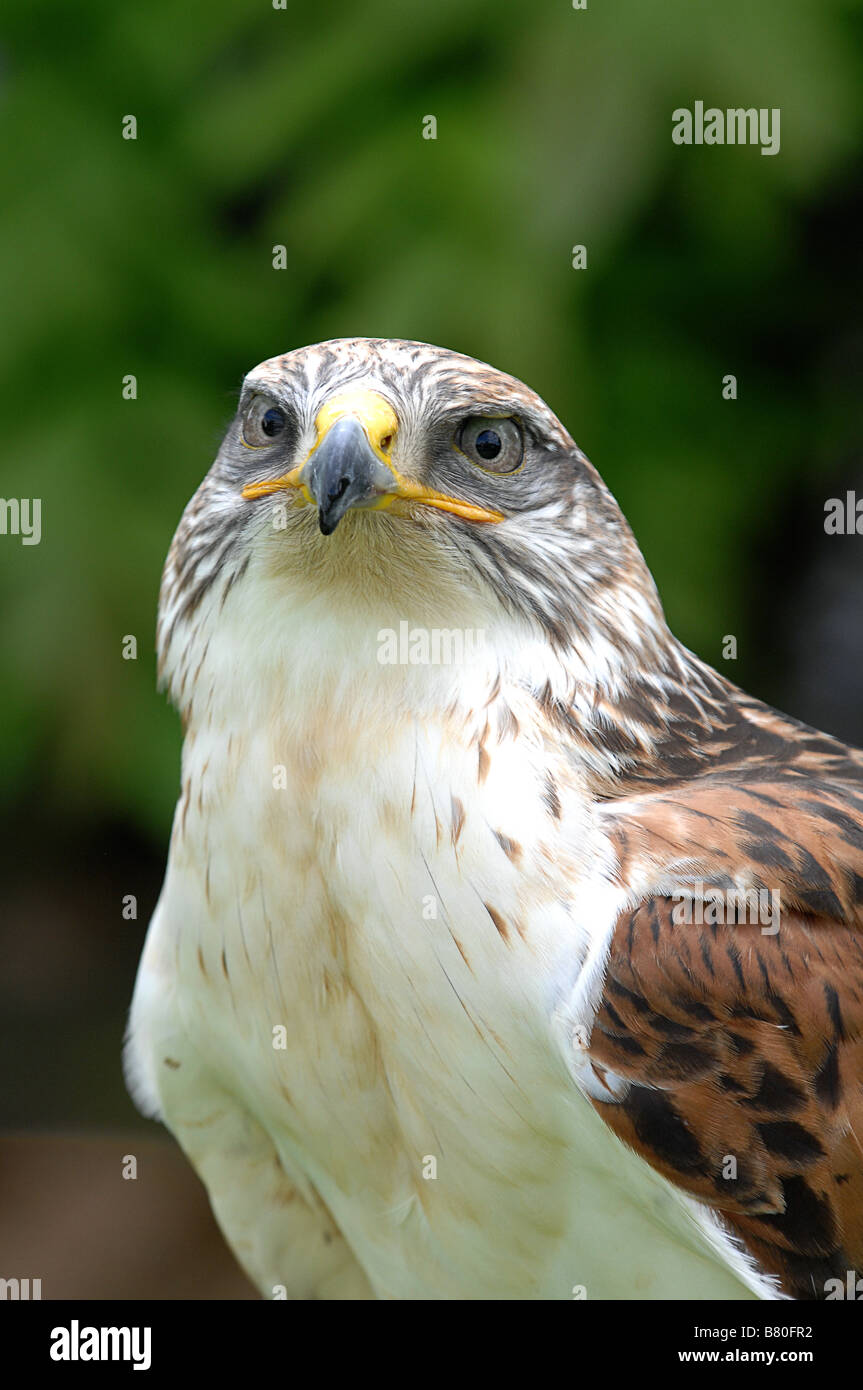 Ferruginous hawk hi-res stock photography and images - Alamy