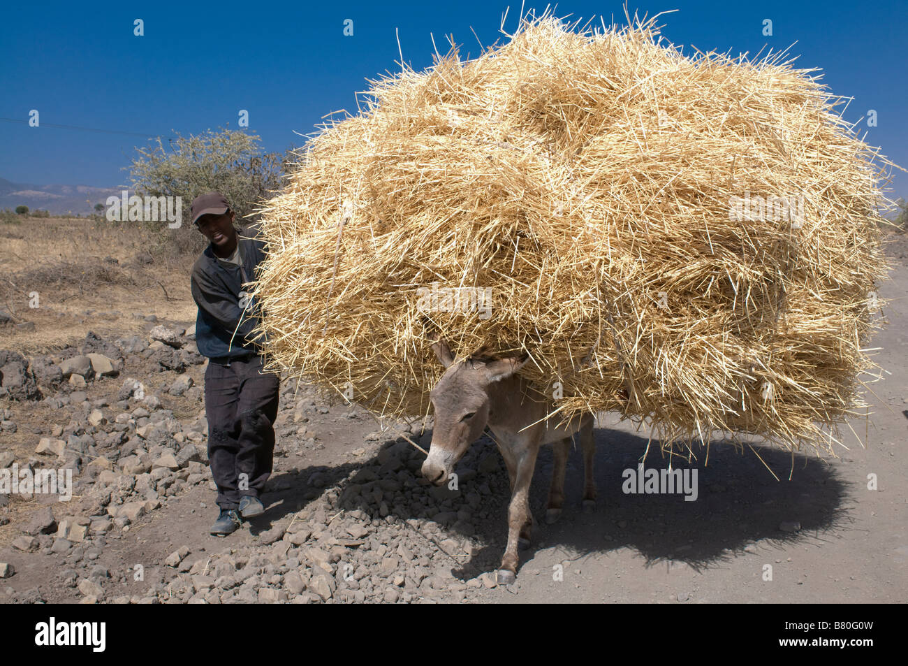 Full loaded donkey in savanah hi-res stock photography and images - Alamy
