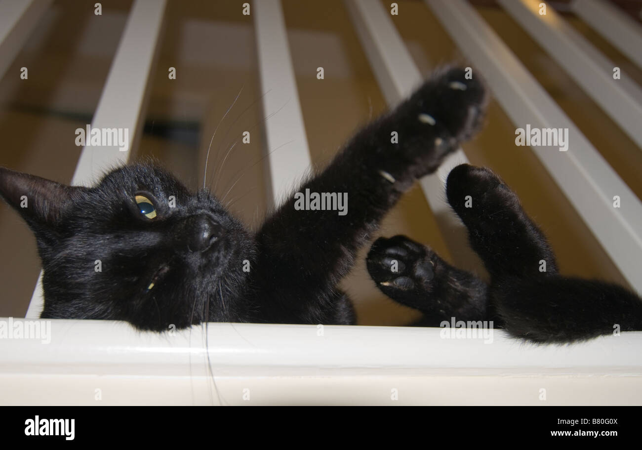 Black cat with head and paws through staircase bannisters Stock Photo ...