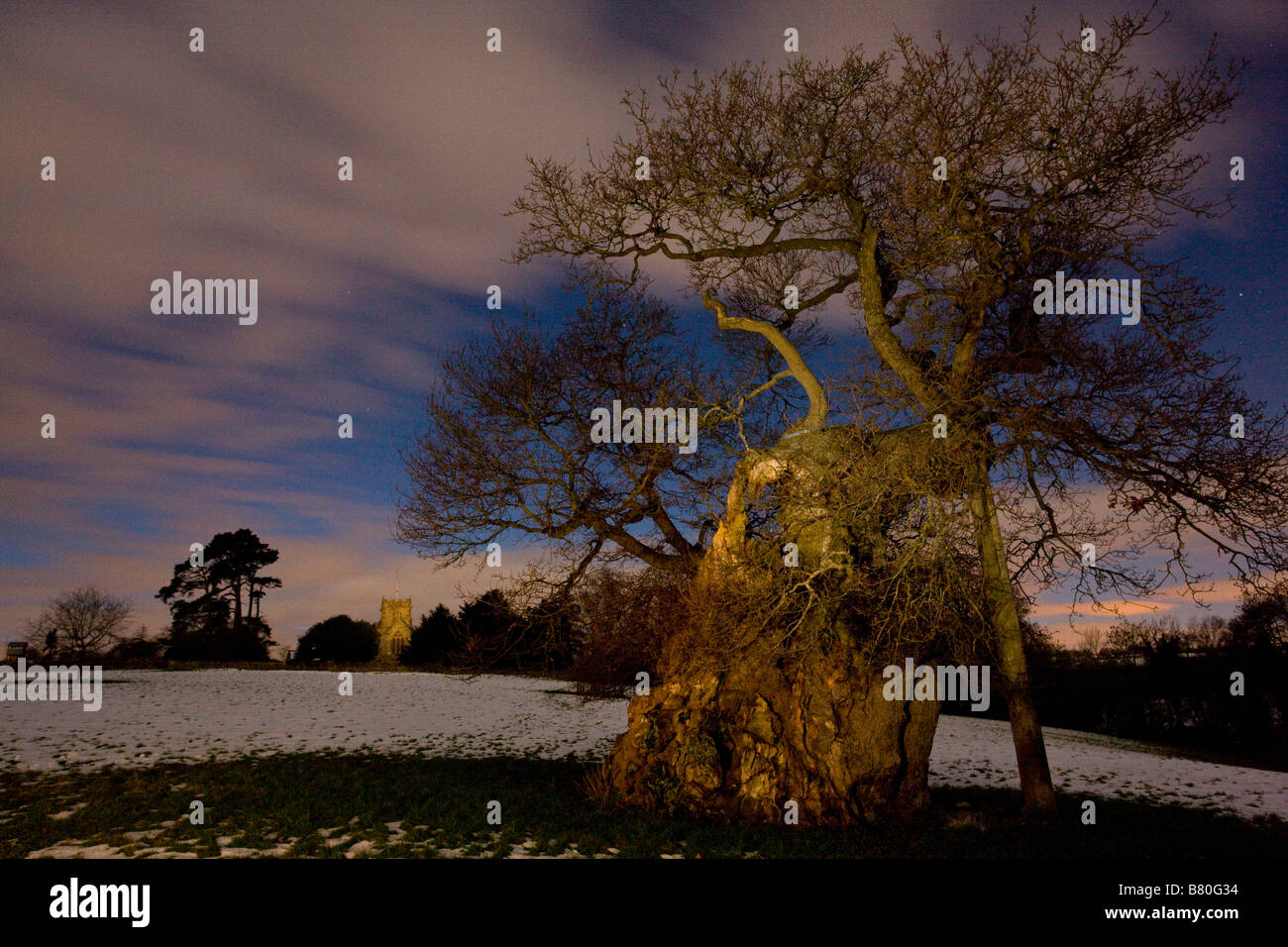 The ancient Silton Oak Quercus robur on a snowy February night Silton ...