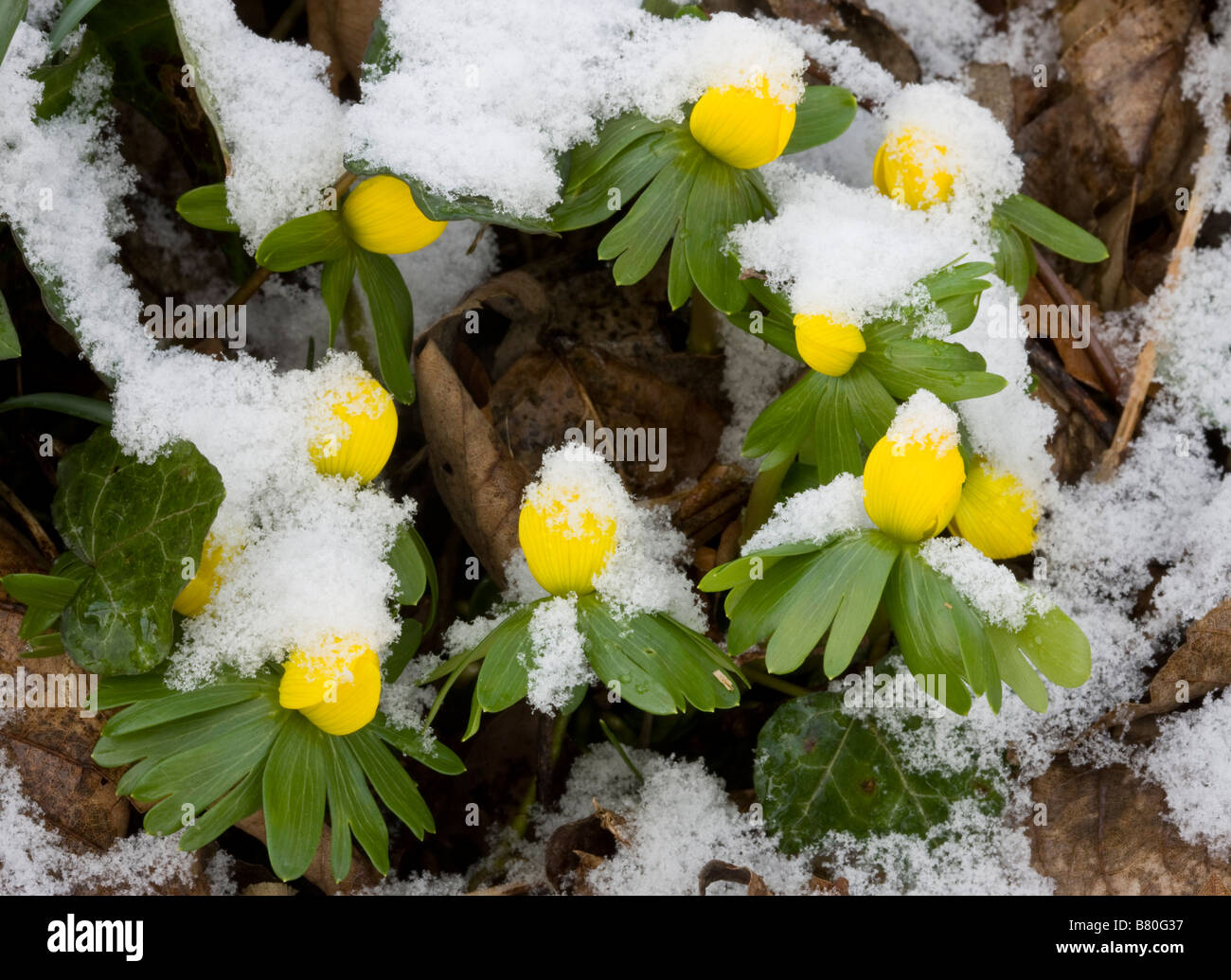 Winter Aconite Eranthis hyemalis in flower in the snow flowers partly ...